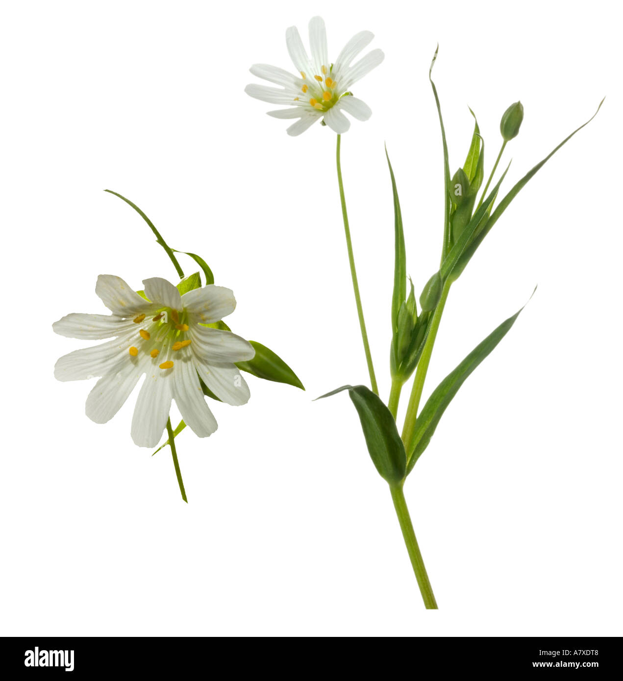Greater stitchwort Cut Out Stock Images & Pictures - Alamy