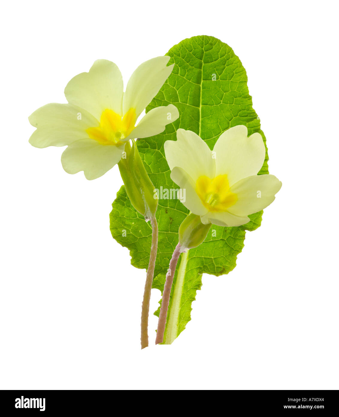 Primrose primular vulgaris cut outs hi-res stock photography and images ...