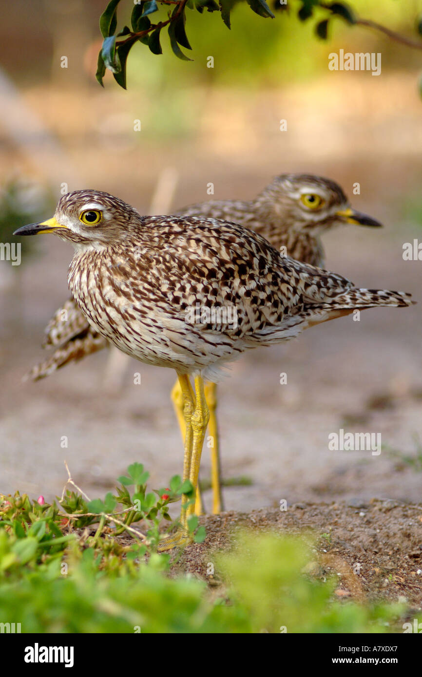 Dikkops hi-res stock photography and images - Alamy
