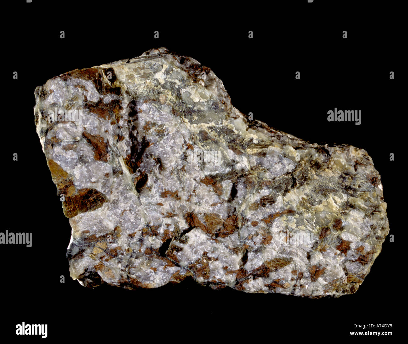 Rock Devonian Lizard Peninsula Cornwall England 12cm long Stock Photo ...