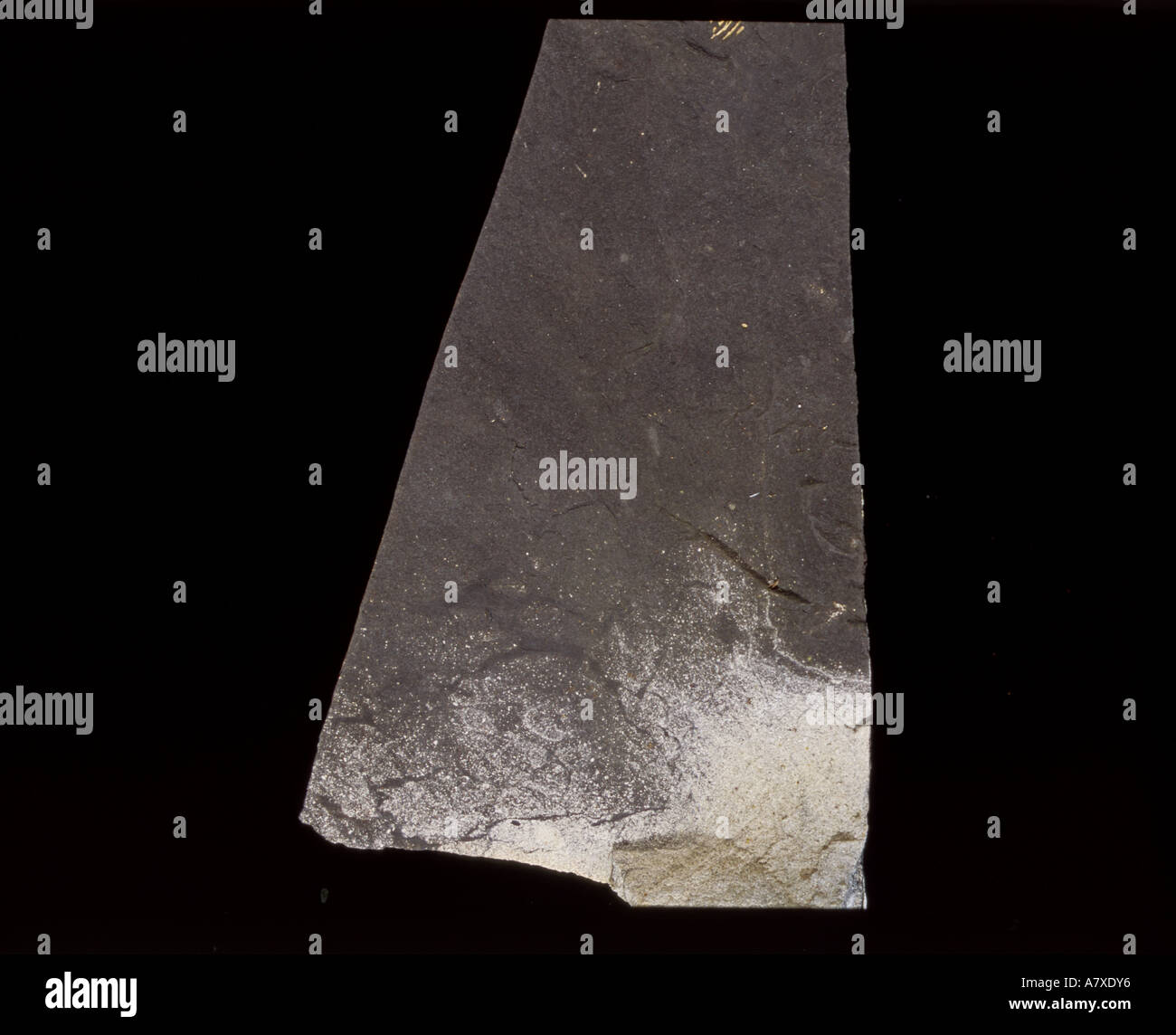 Kimmeridge oil shale coal from Blackstone Kimmeridge Clay Upper ...