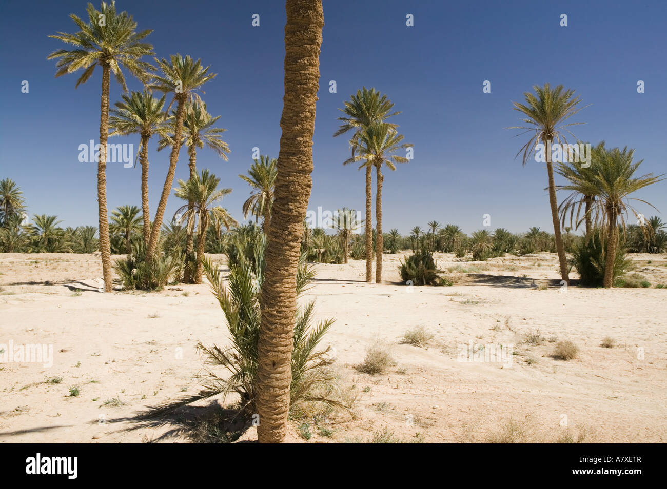 MOROCCO, Tafilalt, RISSANI: Palm Oasis on the Circuit Touristique by ...