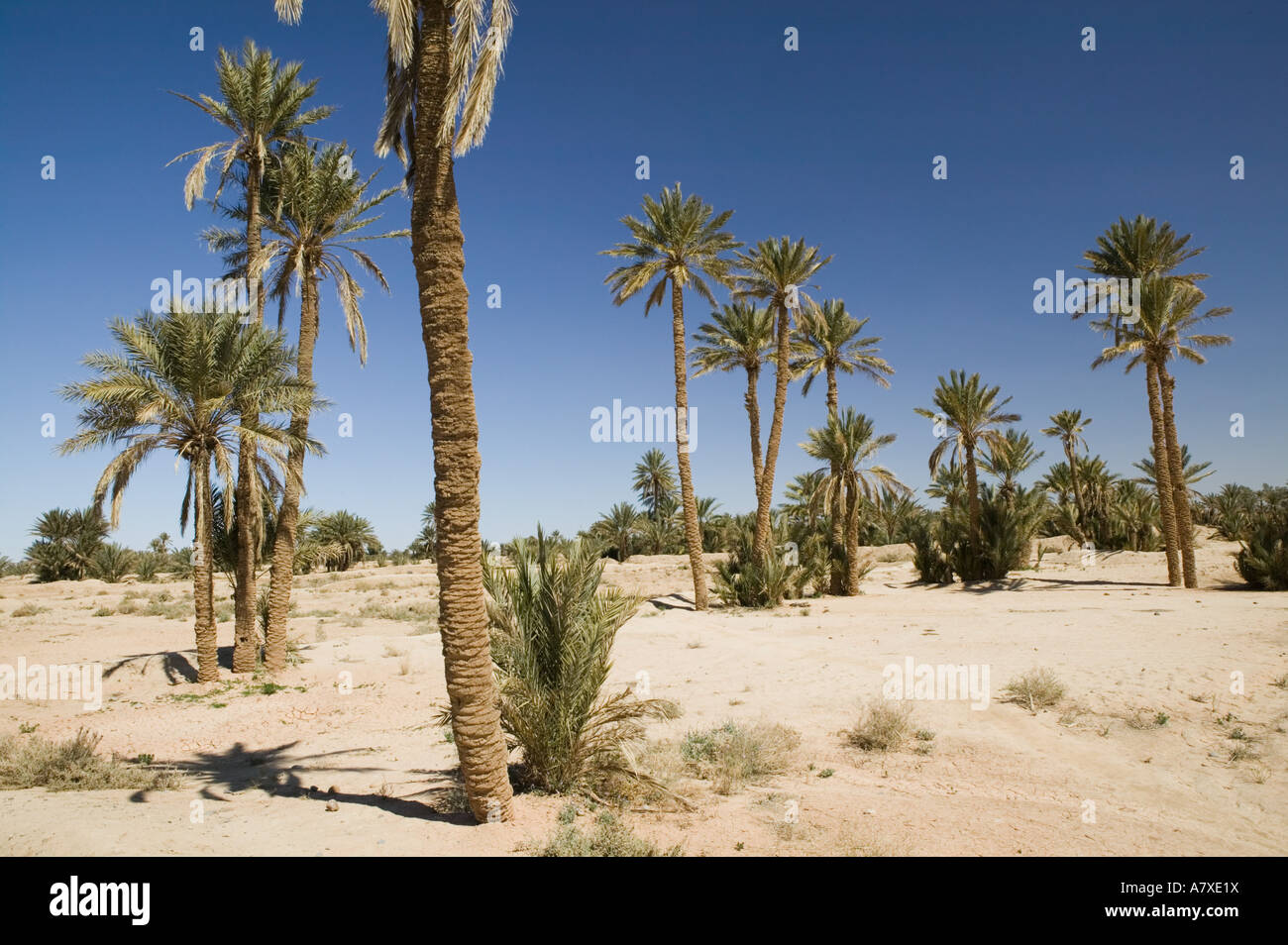 Tafilalt morocco city hi-res stock photography and images - Alamy
