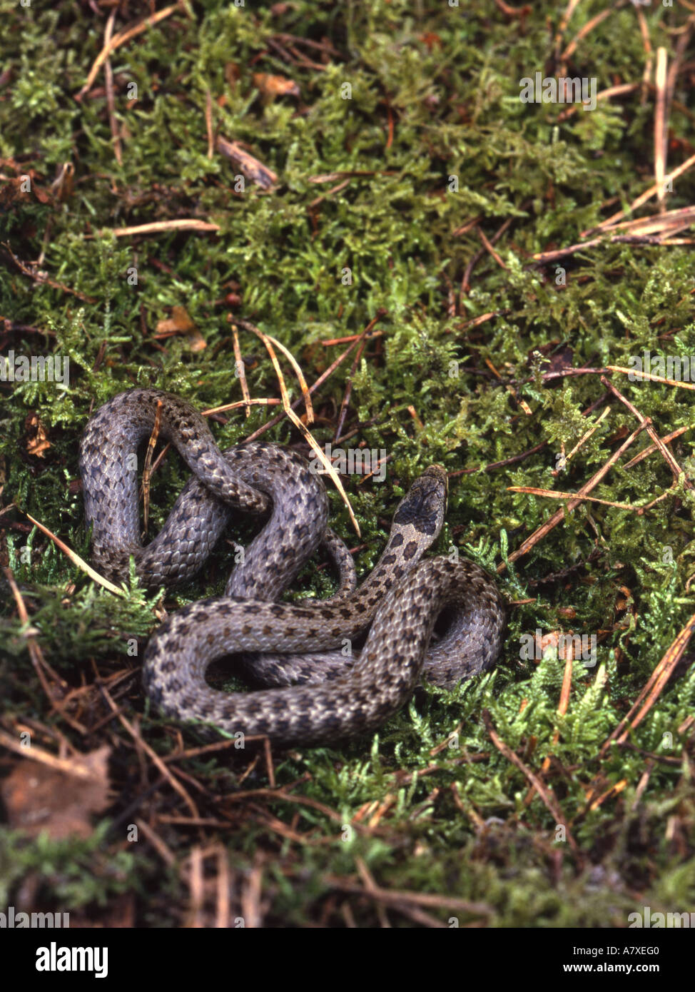 Smooth Snake on mossy heathland floor A rare snake of southern heaths ...