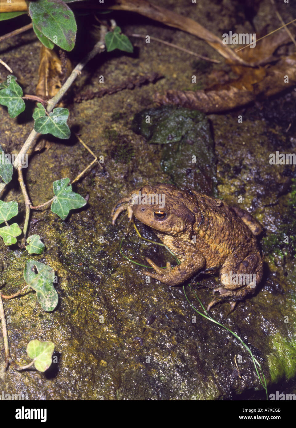 Toad climbing slimy rock Stock Photo - Alamy