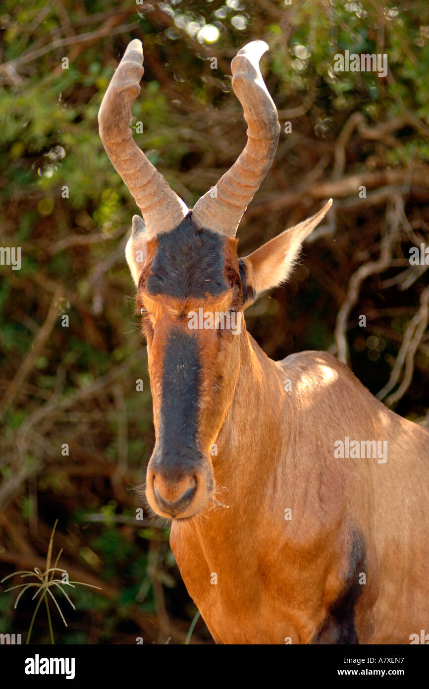 A red hartebeest (Alcelaphus buselaphus) in the Addo Elephant National ...