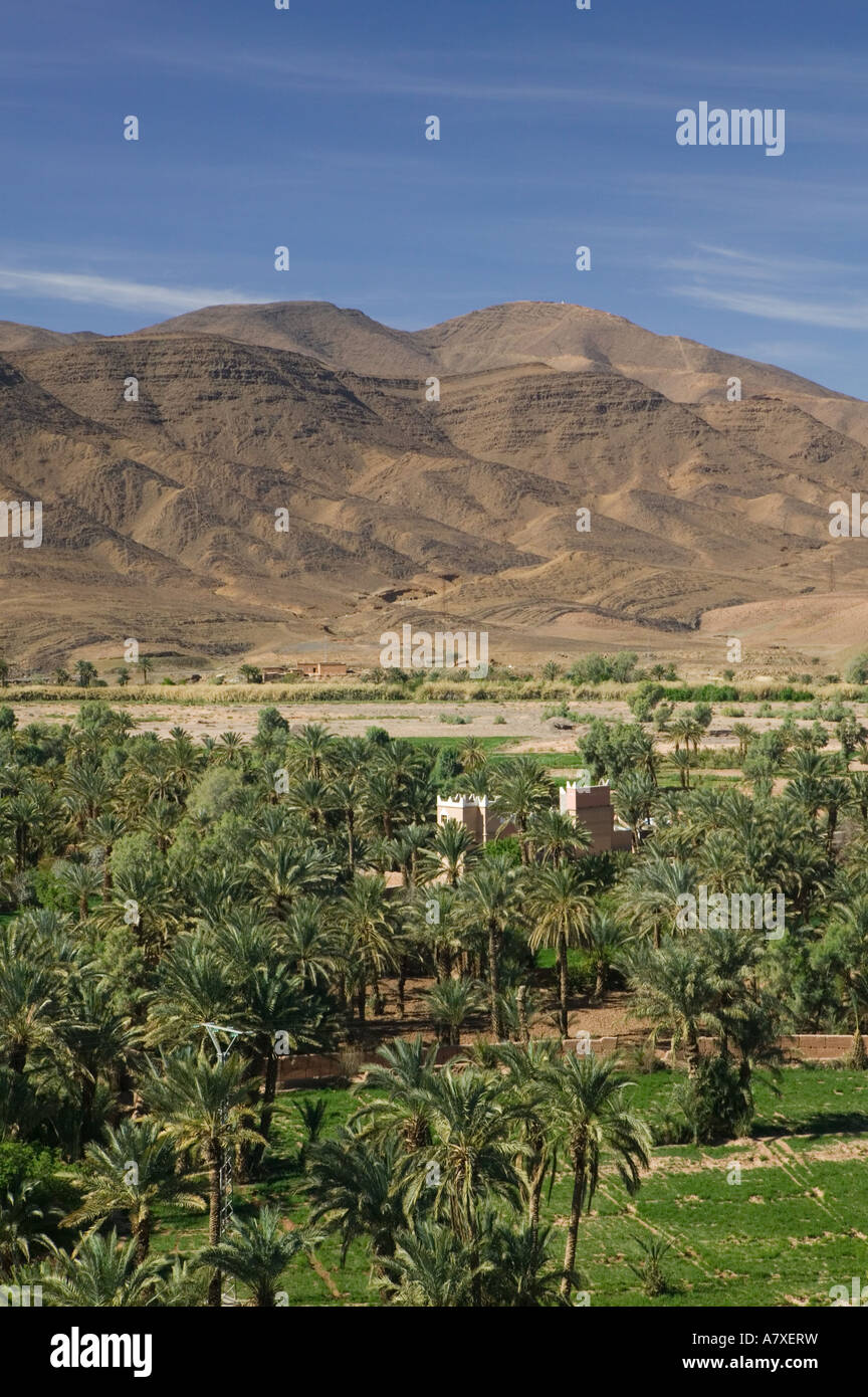 Agdz palm tree hi-res stock photography and images - Alamy