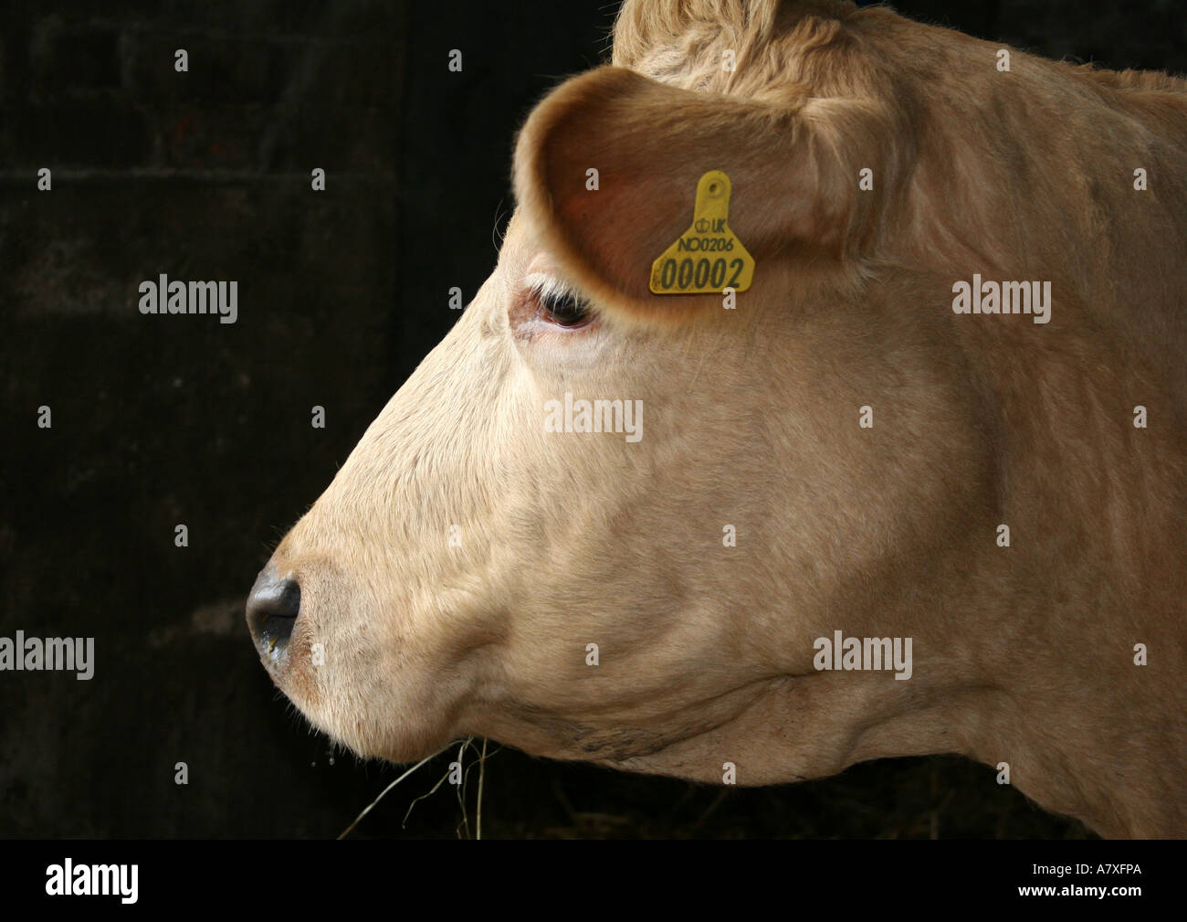 Coloured cow hi-res stock photography and images - Alamy