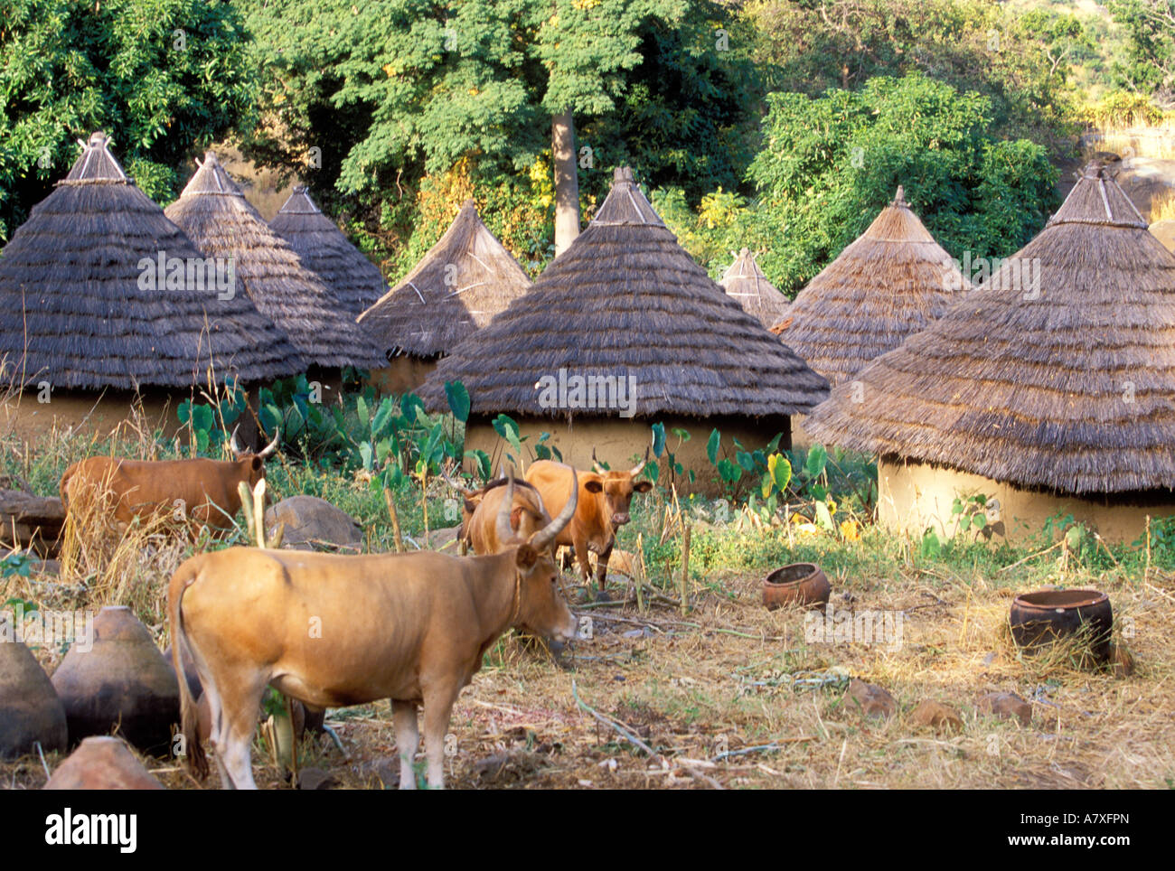 Cattle graze, surrounded by huts in the middle of the Bedik tribe ...