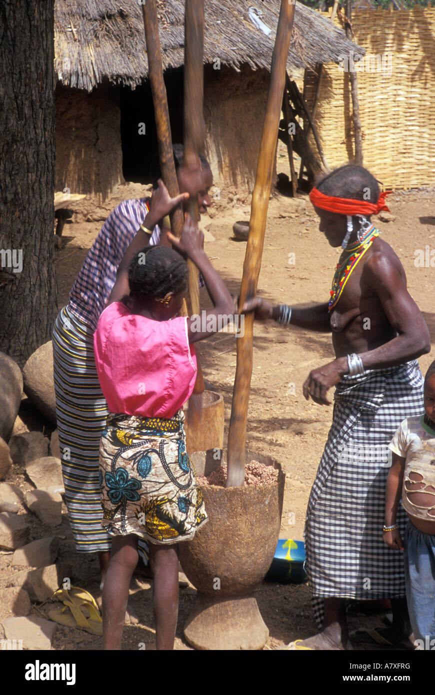 Bedik tribe women and girls pound grain with wooden poles in wooden ...