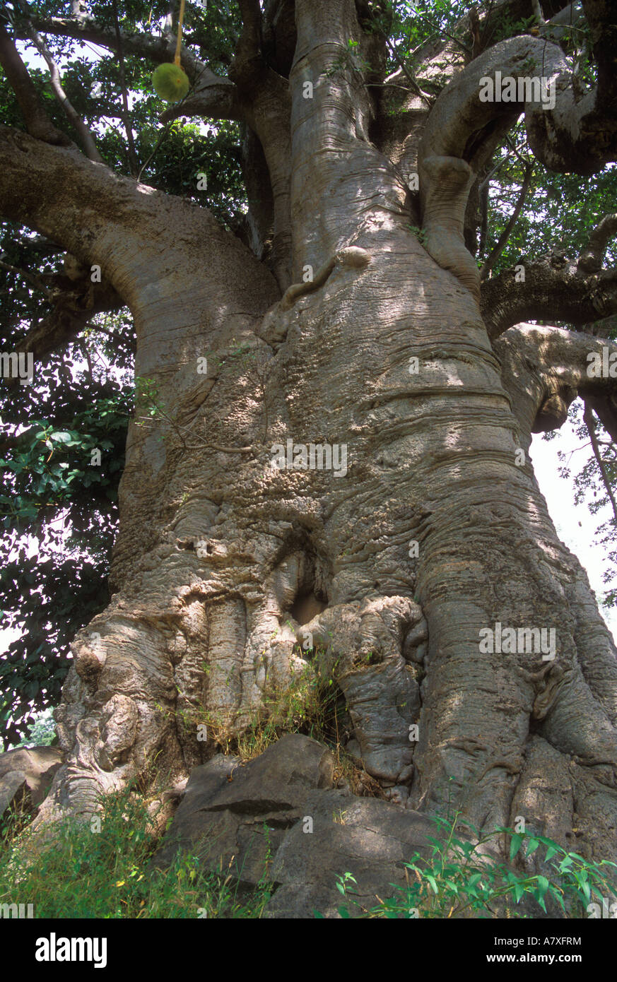 Senegal tribe hi-res stock photography and images - Alamy