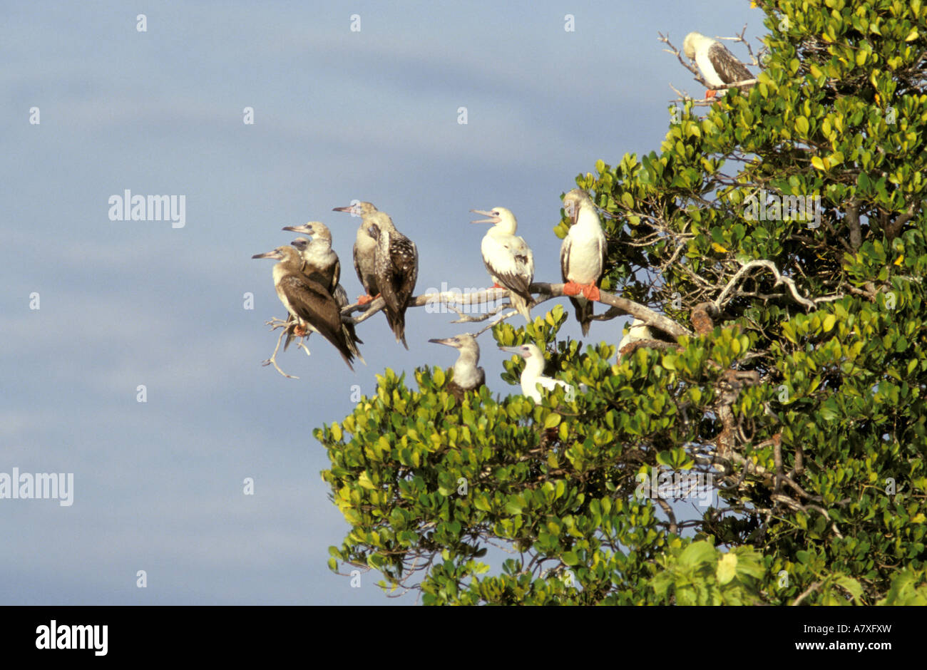 Africa, Seychelles, Aldabra Island. Red-footed Boobies (Sula sula Stock ...