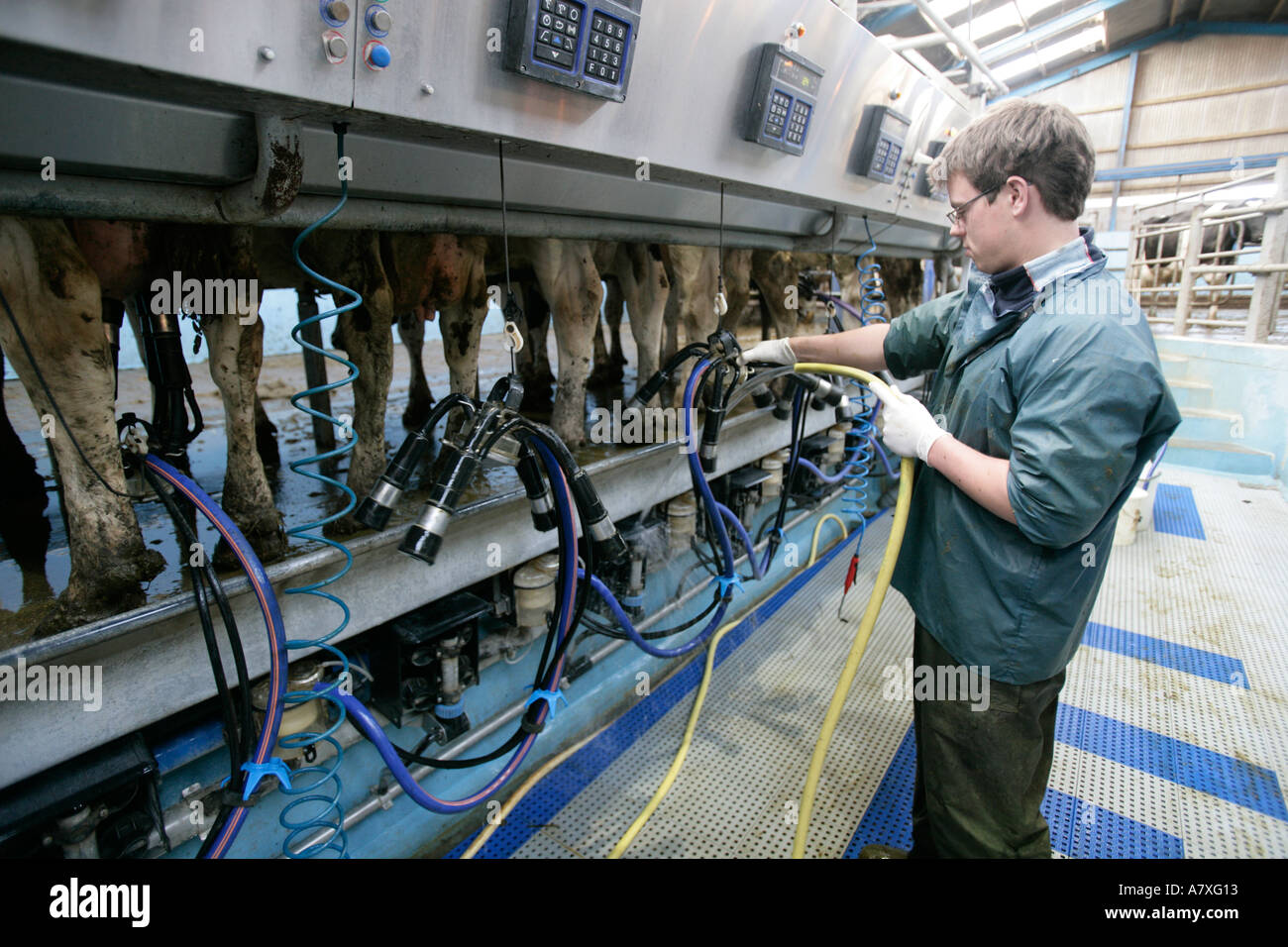 Farmer milking cow hi-res stock photography and images - Alamy