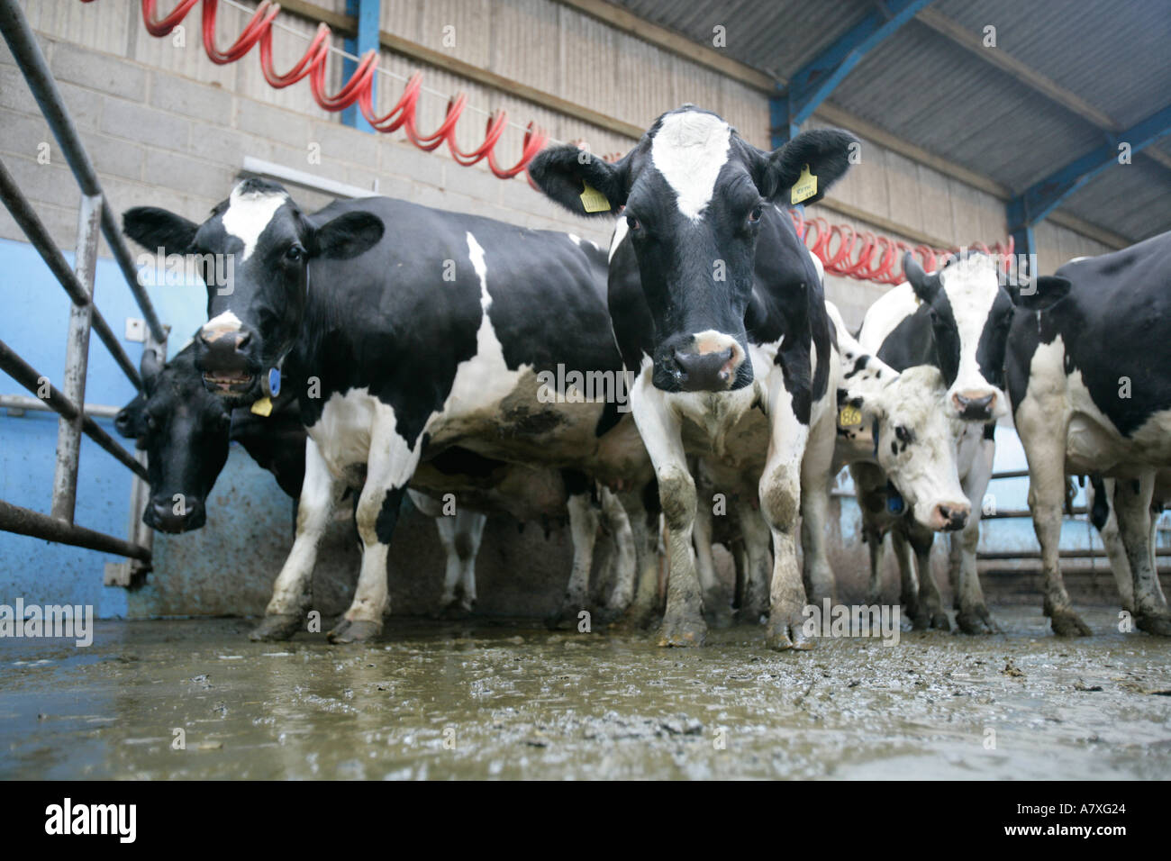 Holstein freisian cows hi-res stock photography and images - Alamy