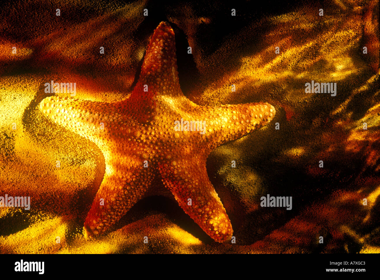 shells seaside still life moody sand beach shadows Stock Photo - Alamy