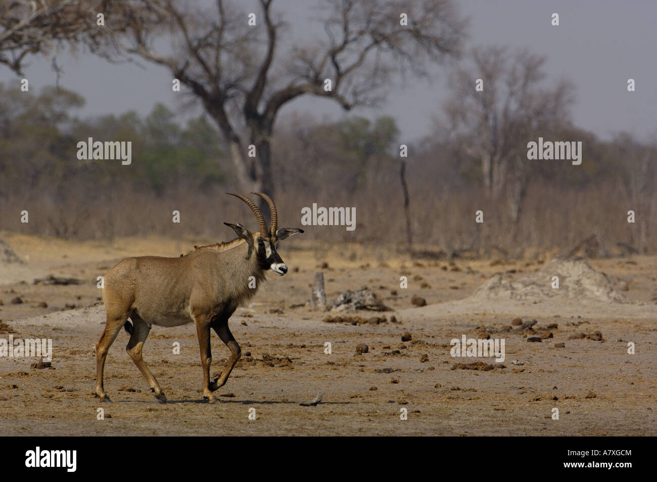 Roan (Hippotragus equinus). Makalolo Plains. Hwange National Park ...