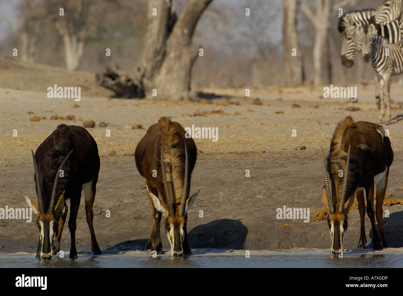 Sable (Hippotragus niger). Makalolo Plains. Hwange National Park ...