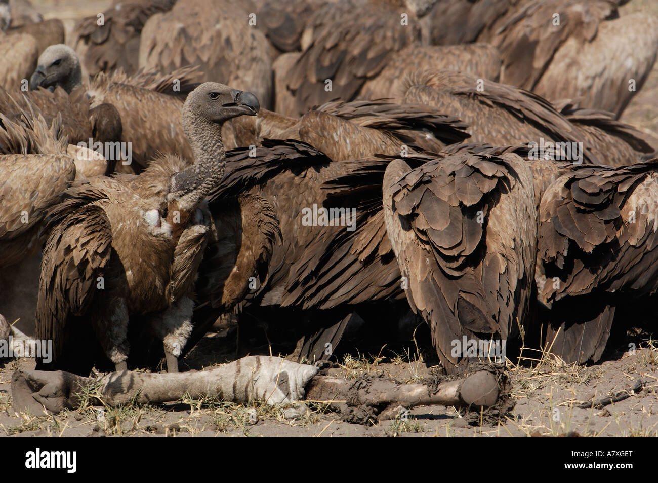 Whitebacked vultures (Gyps africanus) on carcass. Makalolo Plains ...