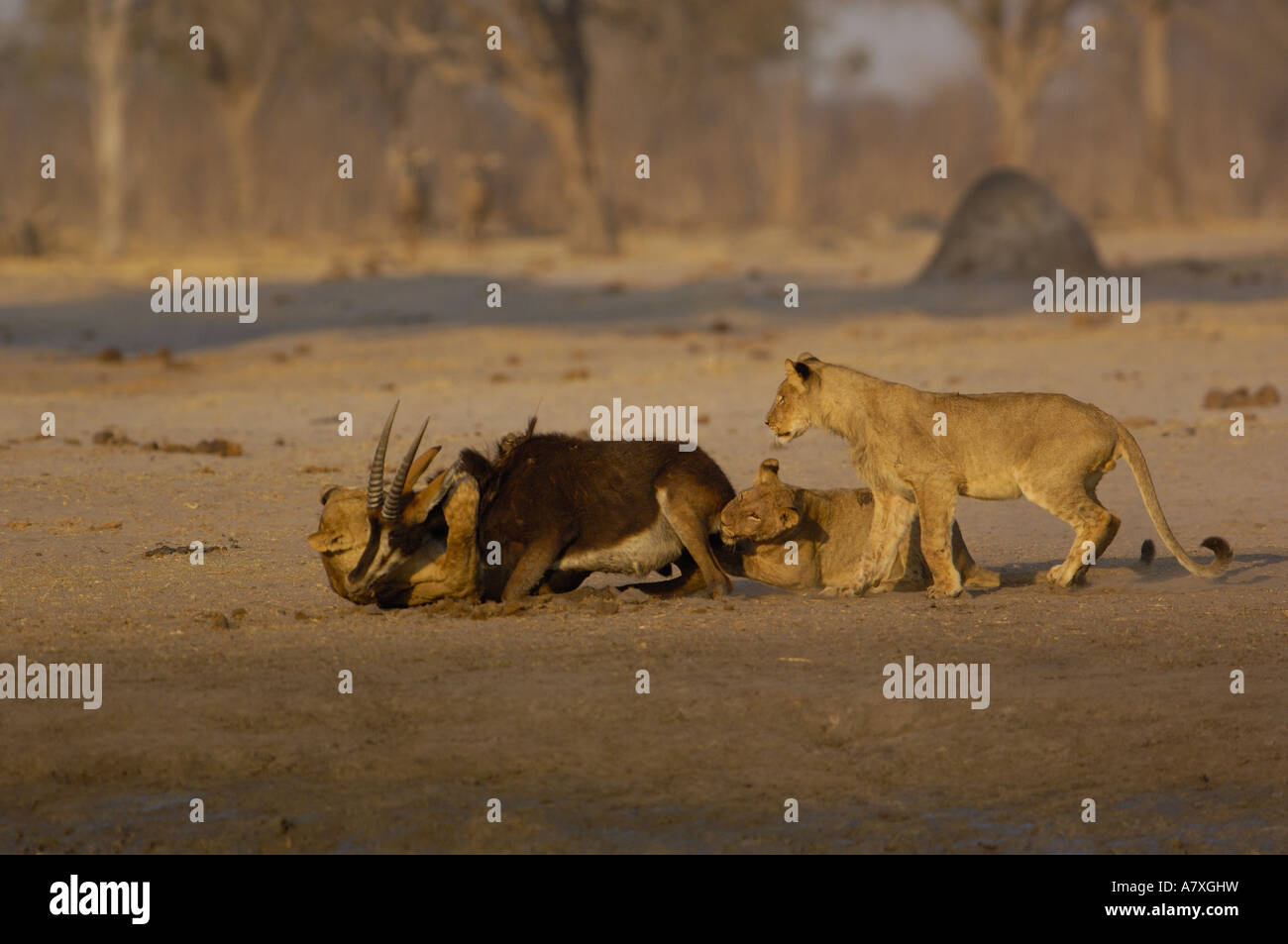Lioness catching a sable that was drinking at the waterhole. Makalolo ...