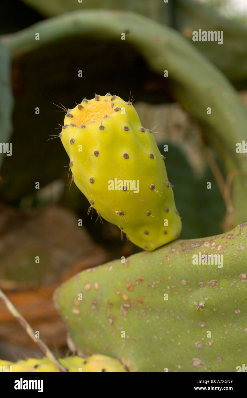 cactus fig. (c) by uli nusko, ch-3012 bern Stock Photo - Alamy