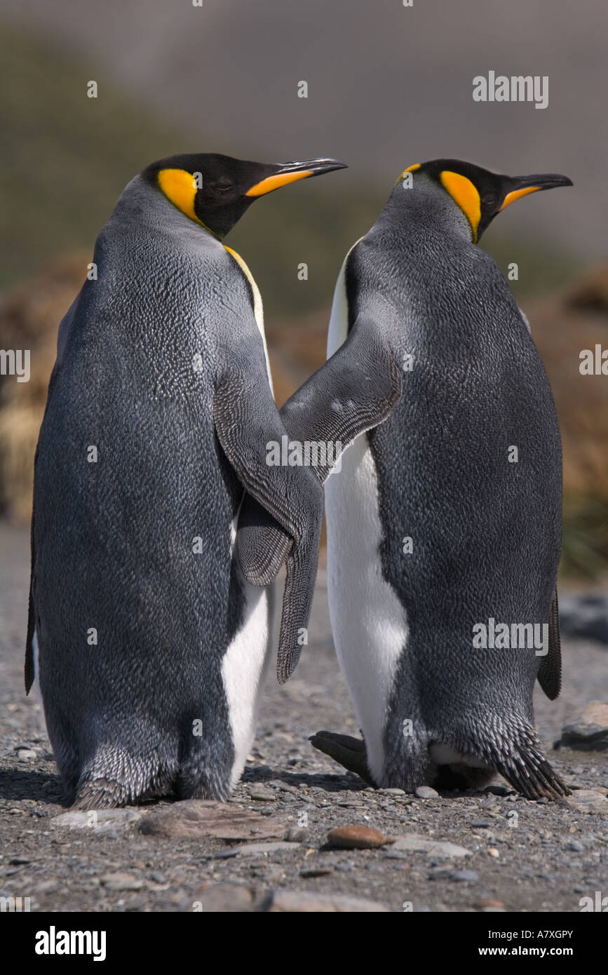 A pair of king penguins seal their pair bond as part of their mating ...