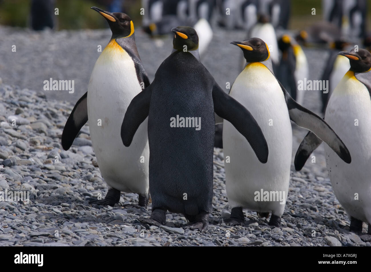 Melanistic Penguin