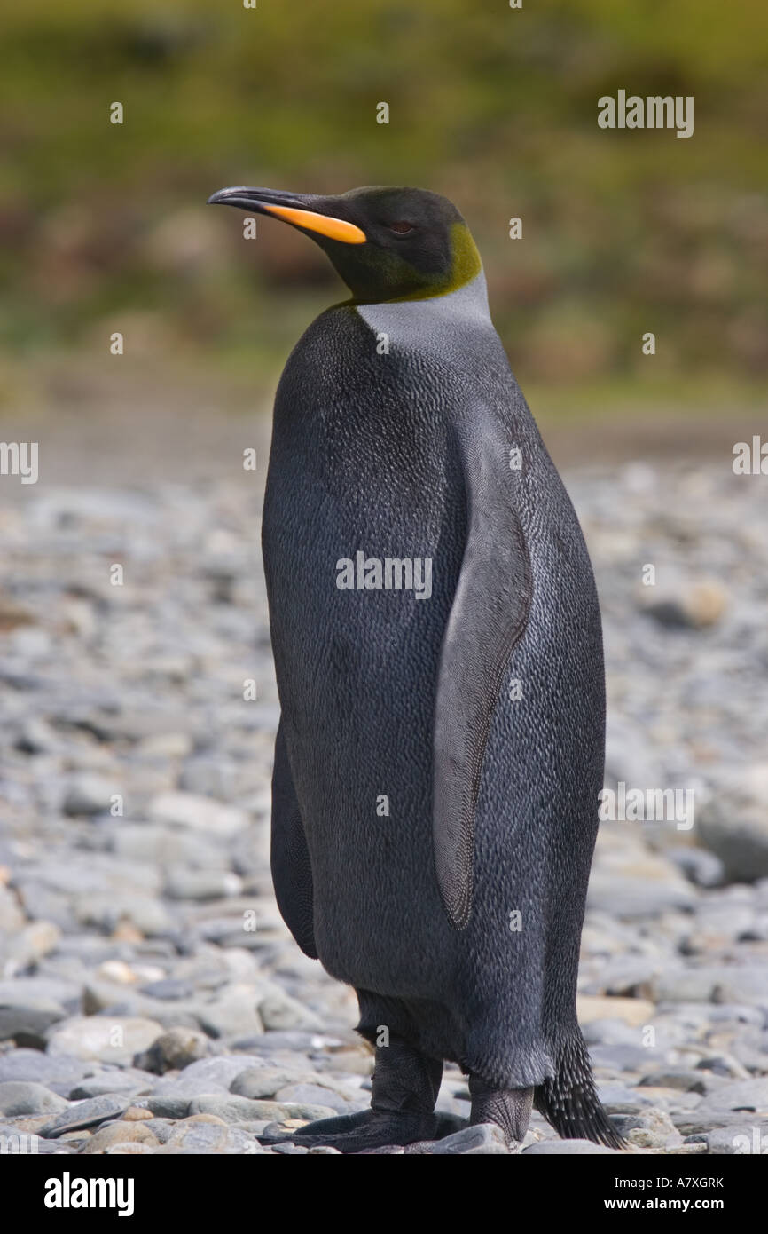 All Black King Penguin