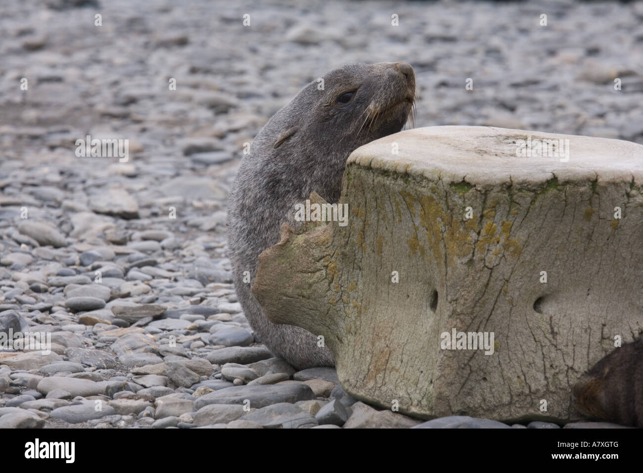 A female Antarctic fur seal pokes her head from behind a whale ...