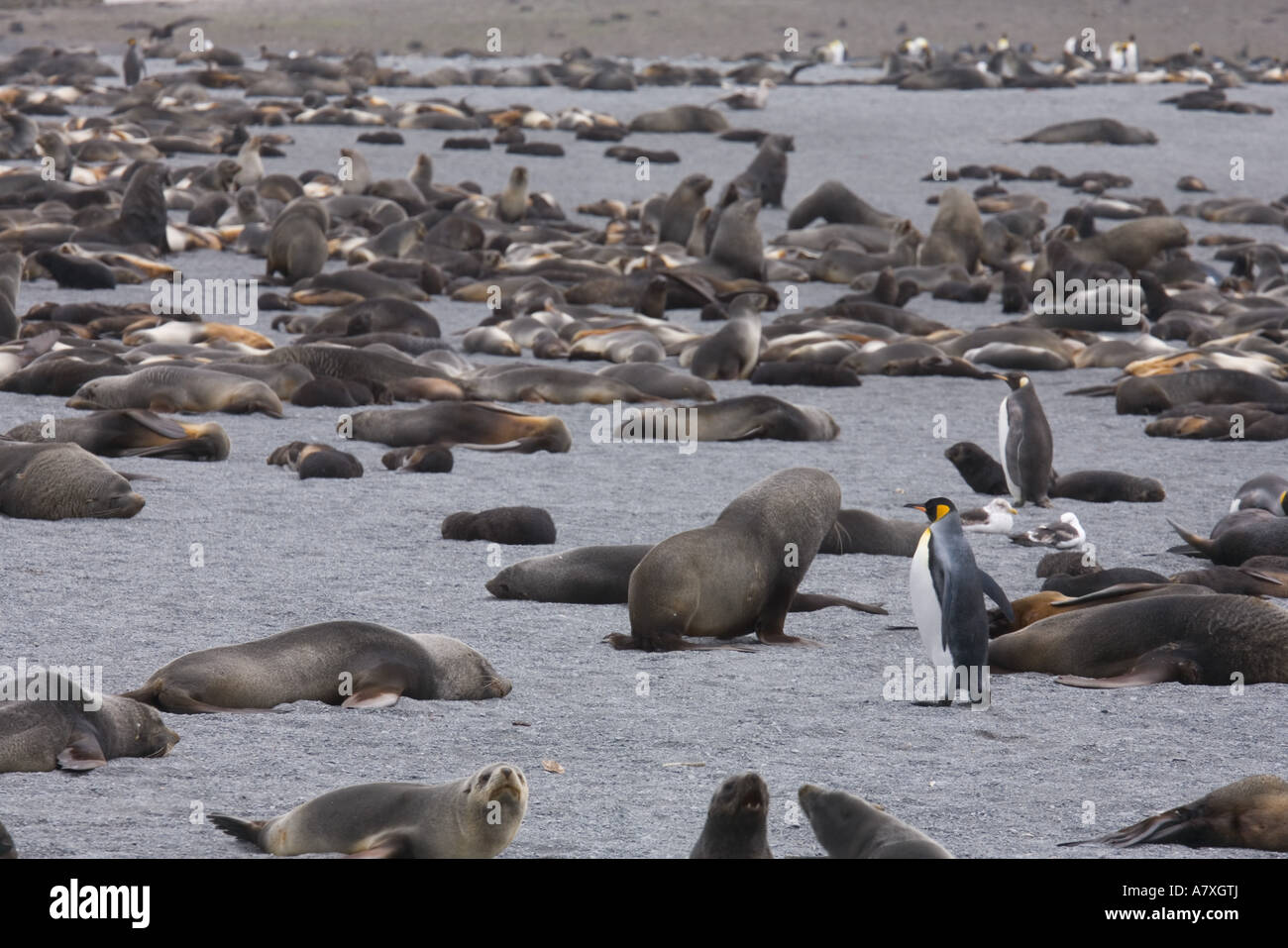 Crowd of thousands hi-res stock photography and images - Alamy