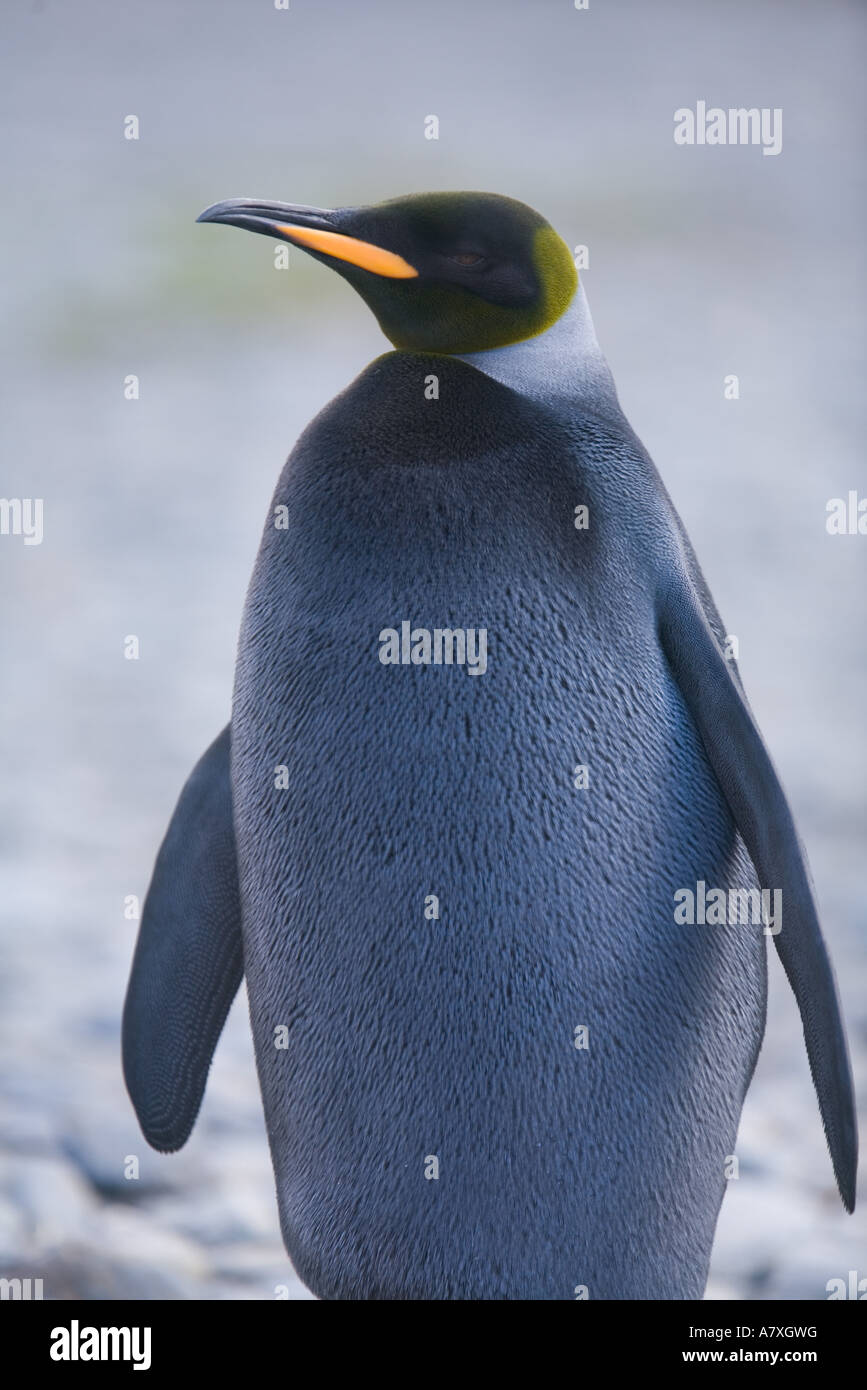 Melanistic penguin hi-res stock photography and images - Alamy