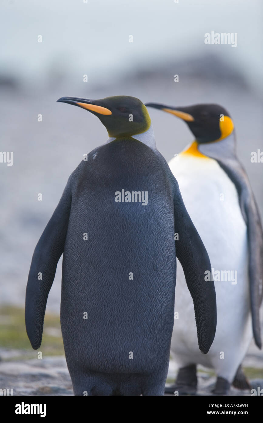Melanistic penguin hi-res stock photography and images - Alamy