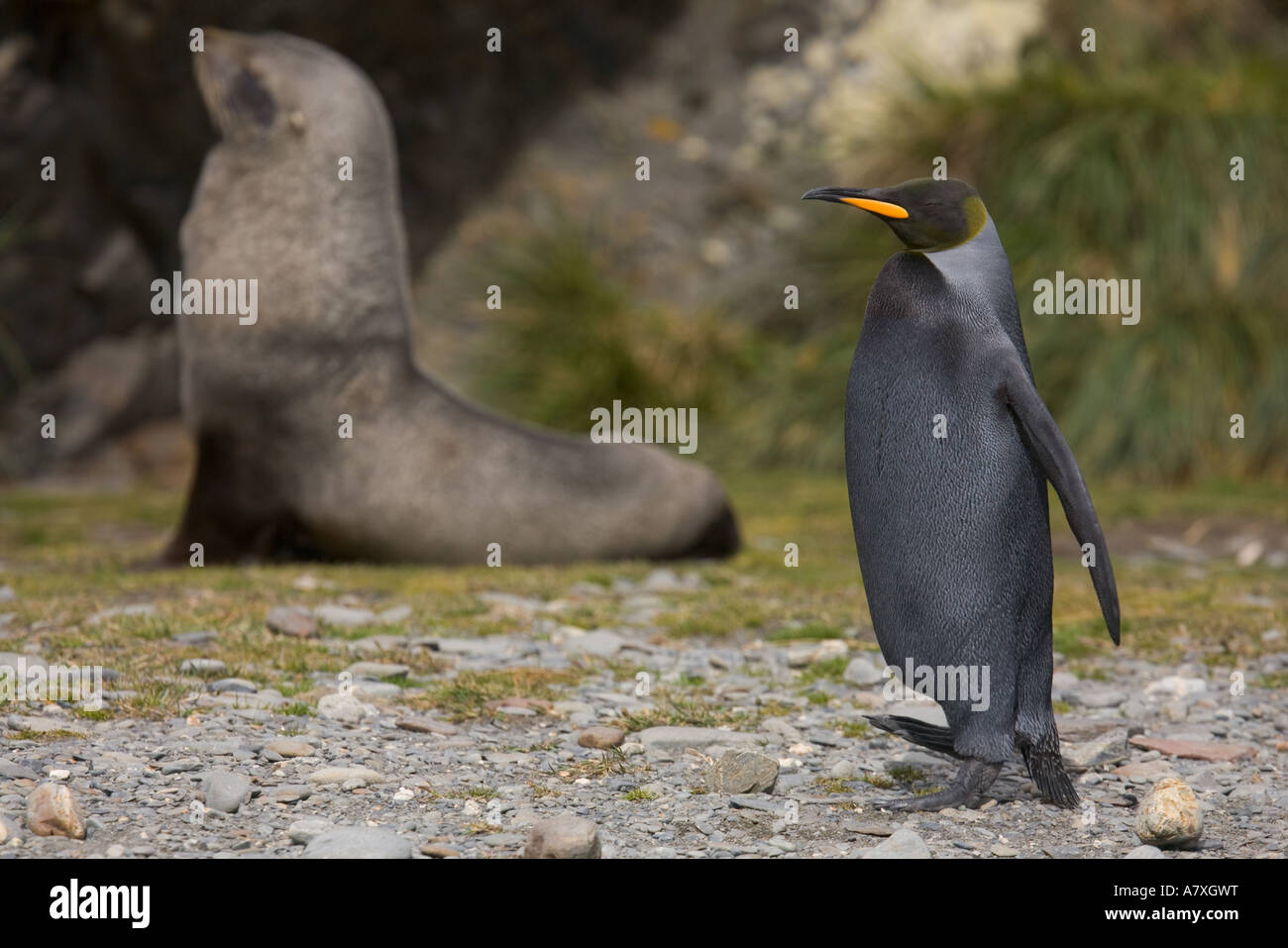 Melanistic penguins hi-res stock photography and images - Alamy