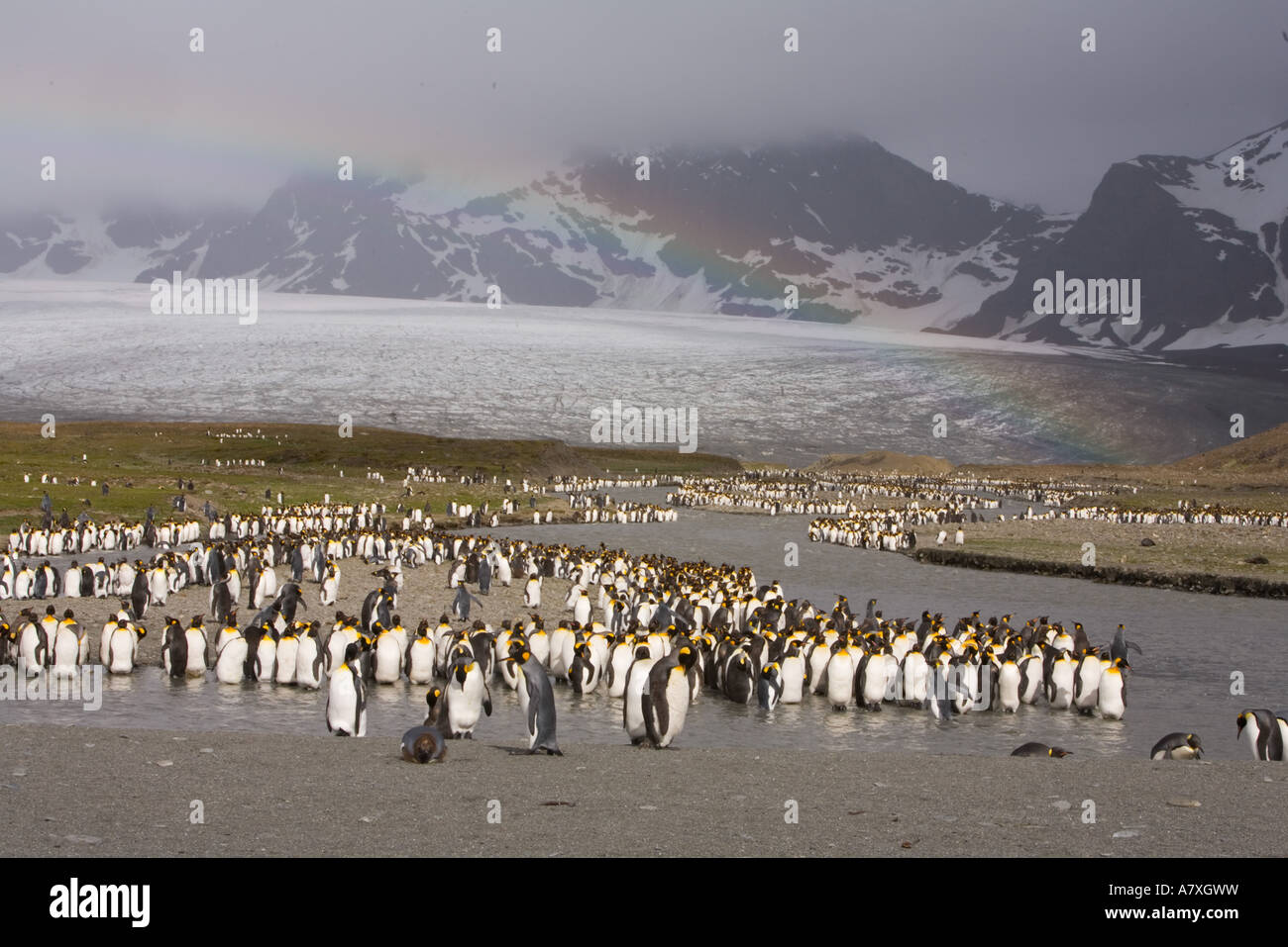 Largest king penguin colony hi-res stock photography and images - Alamy