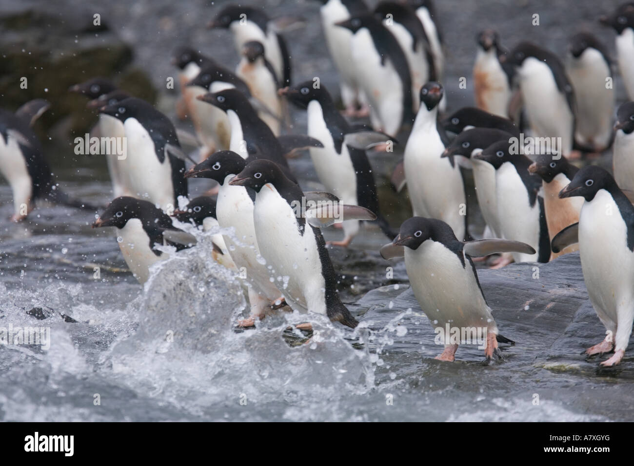 A group of adelie penguins line up and dive into the water ...