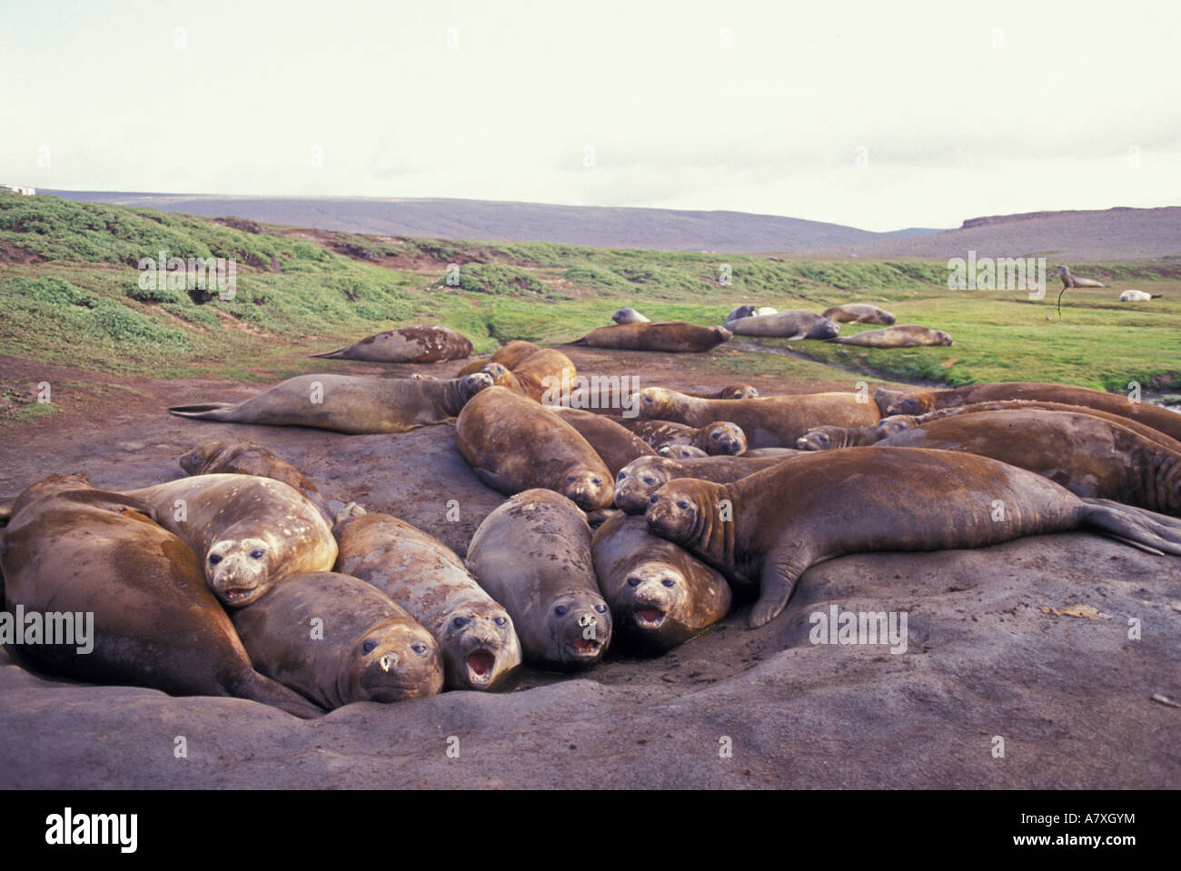 Antarctica, Elephant Seals Stock Photo - Alamy
