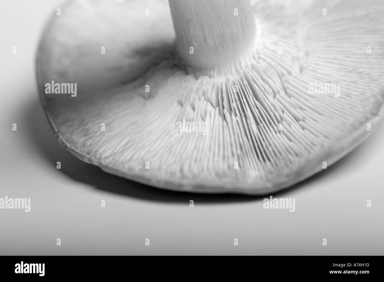 Mushroom close up Stock Photo - Alamy