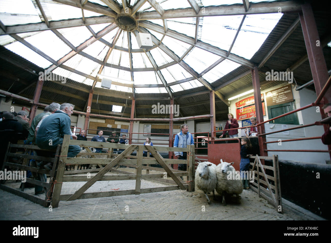 Yorkshire sheep auction hi-res stock photography and images - Alamy