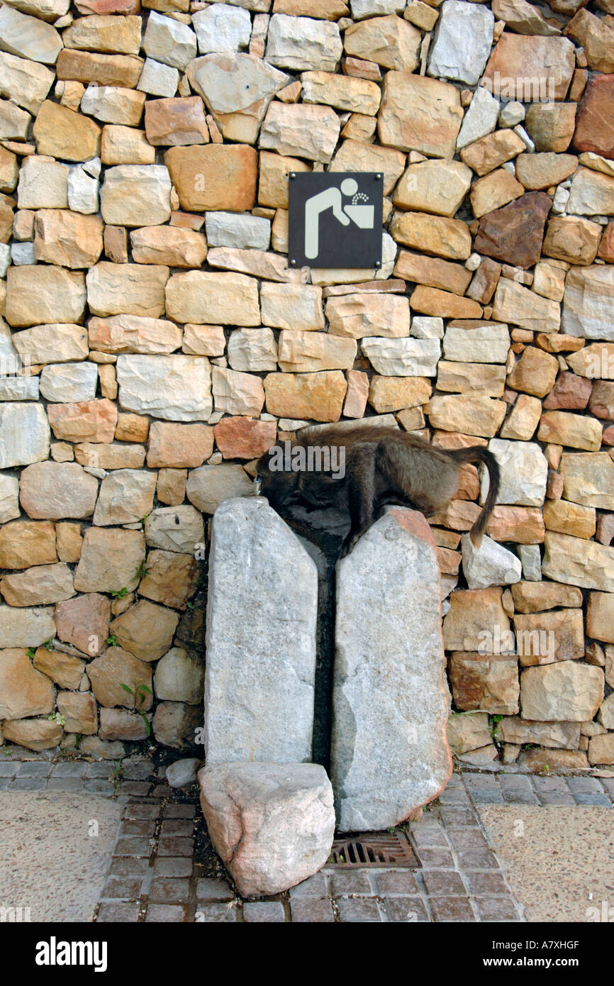 A baboon drinking from a water fountain in the Cape Point Nature ...