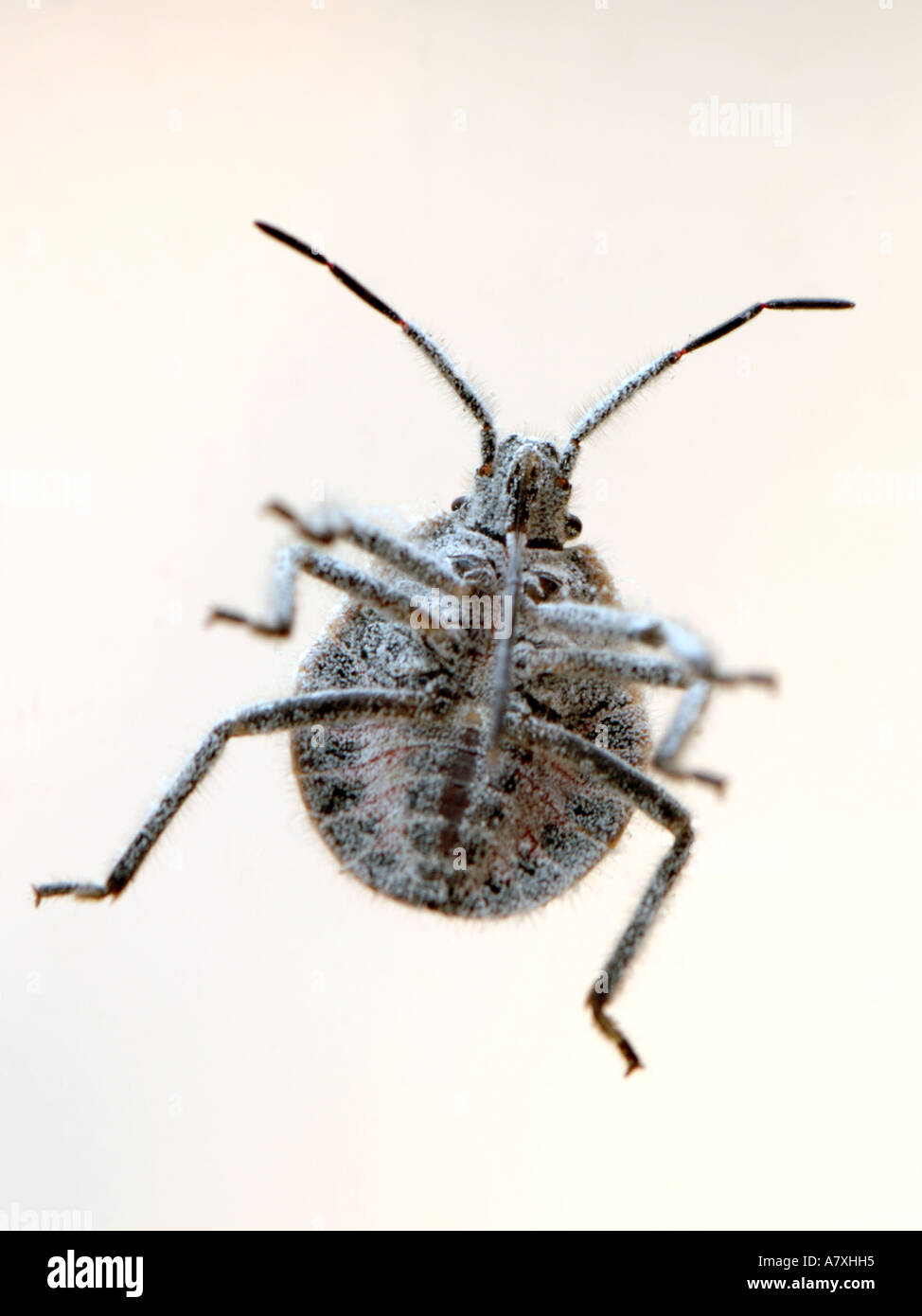 Close-up of the underside of a bug seen through a window pane Stock ...