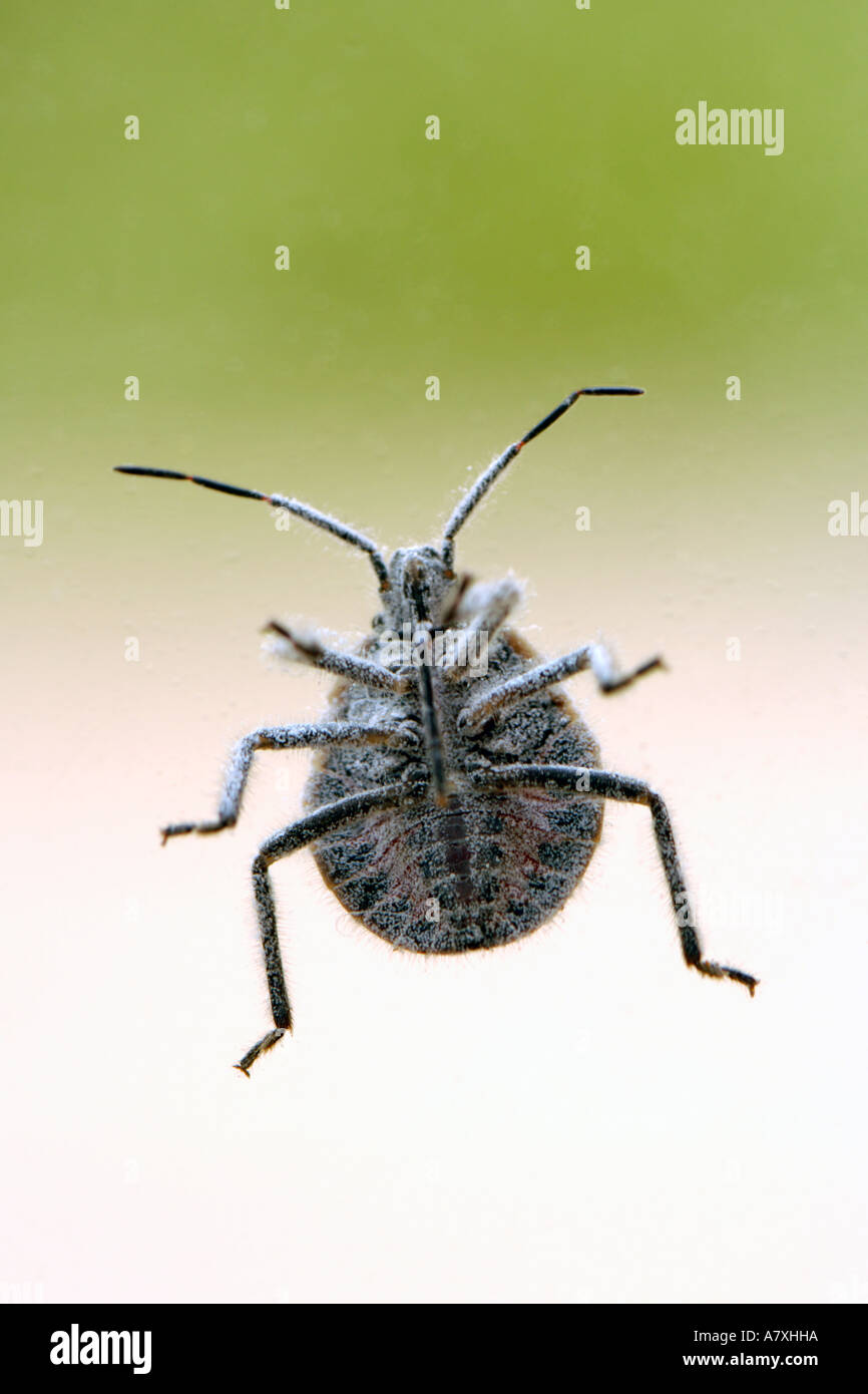 Close-up of the underside of a bug seen through a window pane Stock ...
