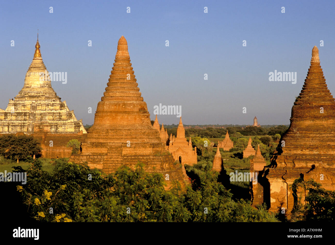Asia, Myanmar, Bagan. Temples of Bagan surrounded by trees Stock Photo ...