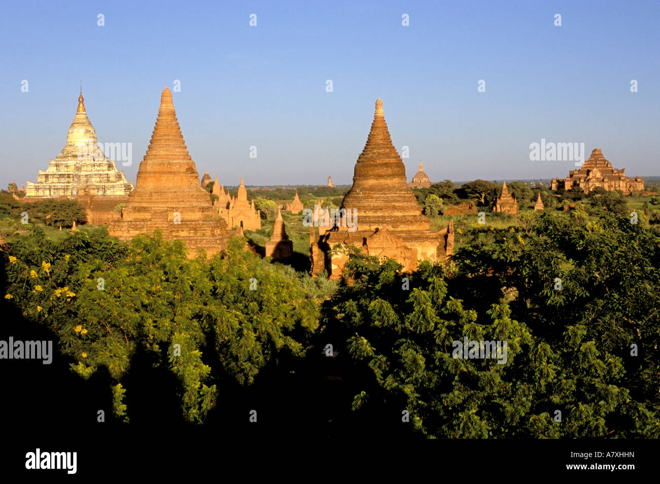 Asia, Myanmar, Bagan. Temples of Bagan surrounded by trees Stock Photo ...