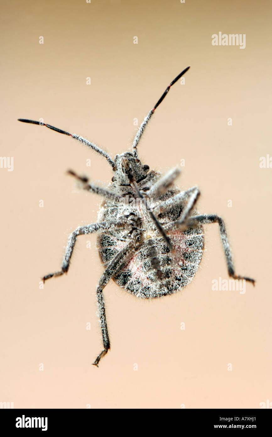 Close-up of the underside of a bug seen through a window pane Stock ...