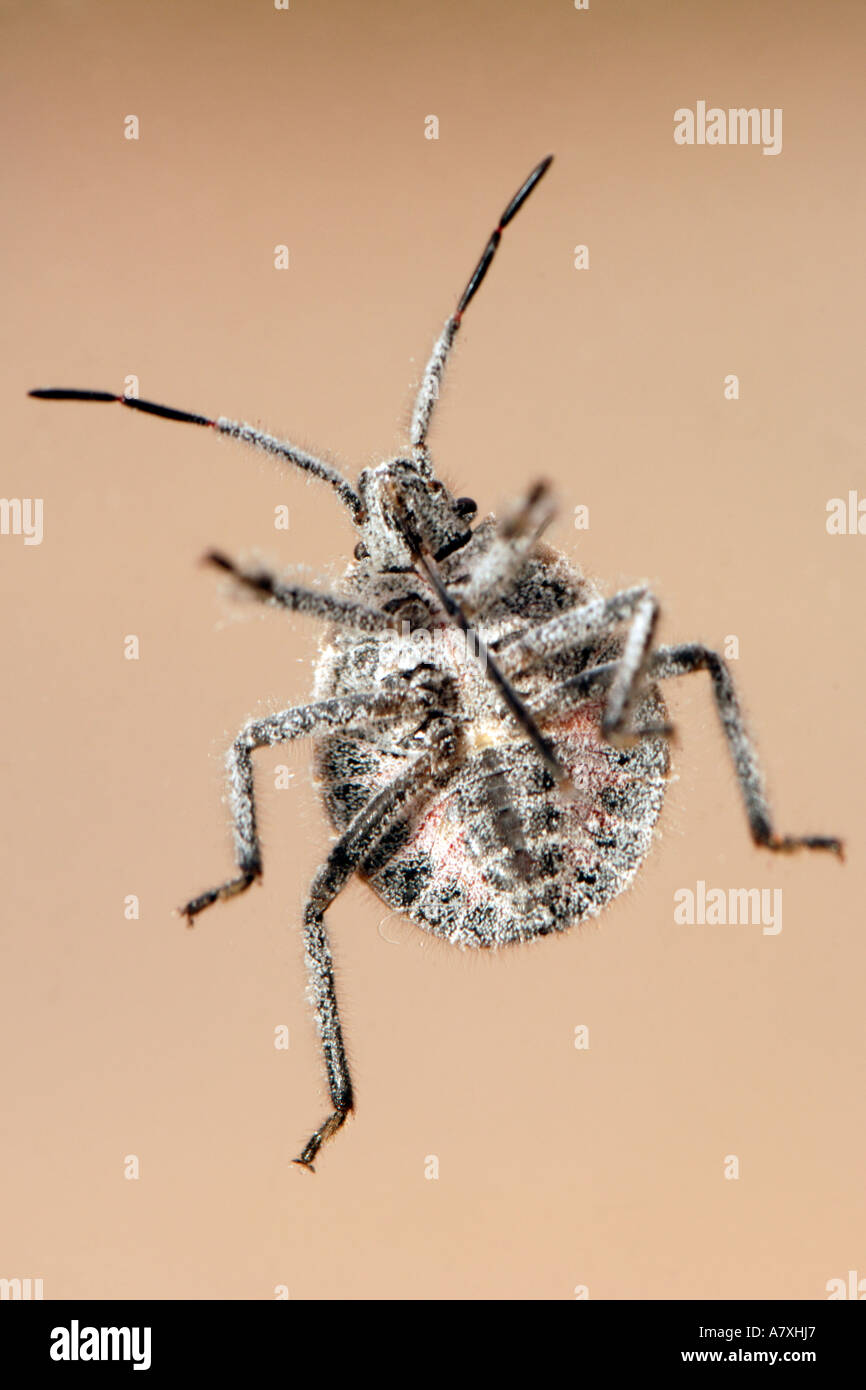 Close-up of the underside of a bug seen through a window pane Stock ...