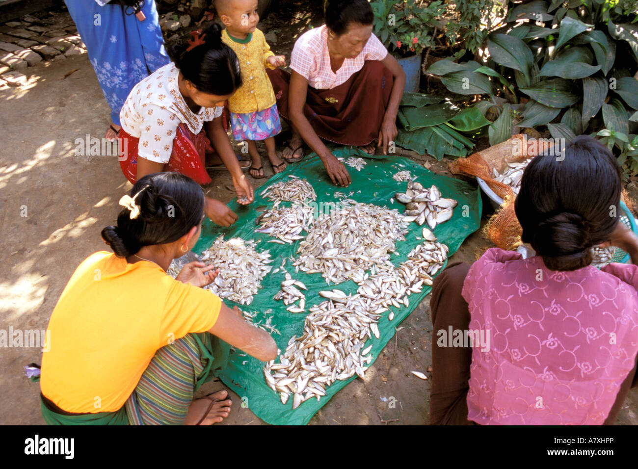 Asia, Myanmar, Inwa, near Mandalay. Women sorting fish Stock Photo - Alamy