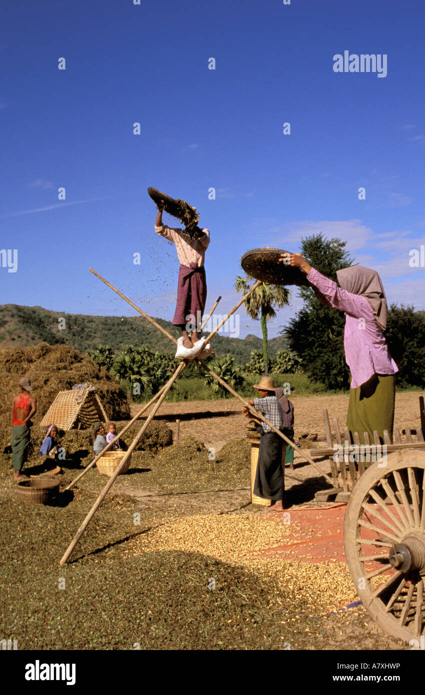 Asia, Myanmar, near Bagan. Farmers winnowing peanuts Stock Photo - Alamy