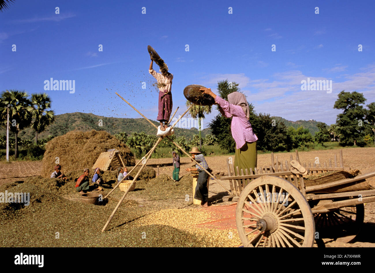 Asia, Myanmar, near Bagan. Farmers winnowing peanuts Stock Photo - Alamy