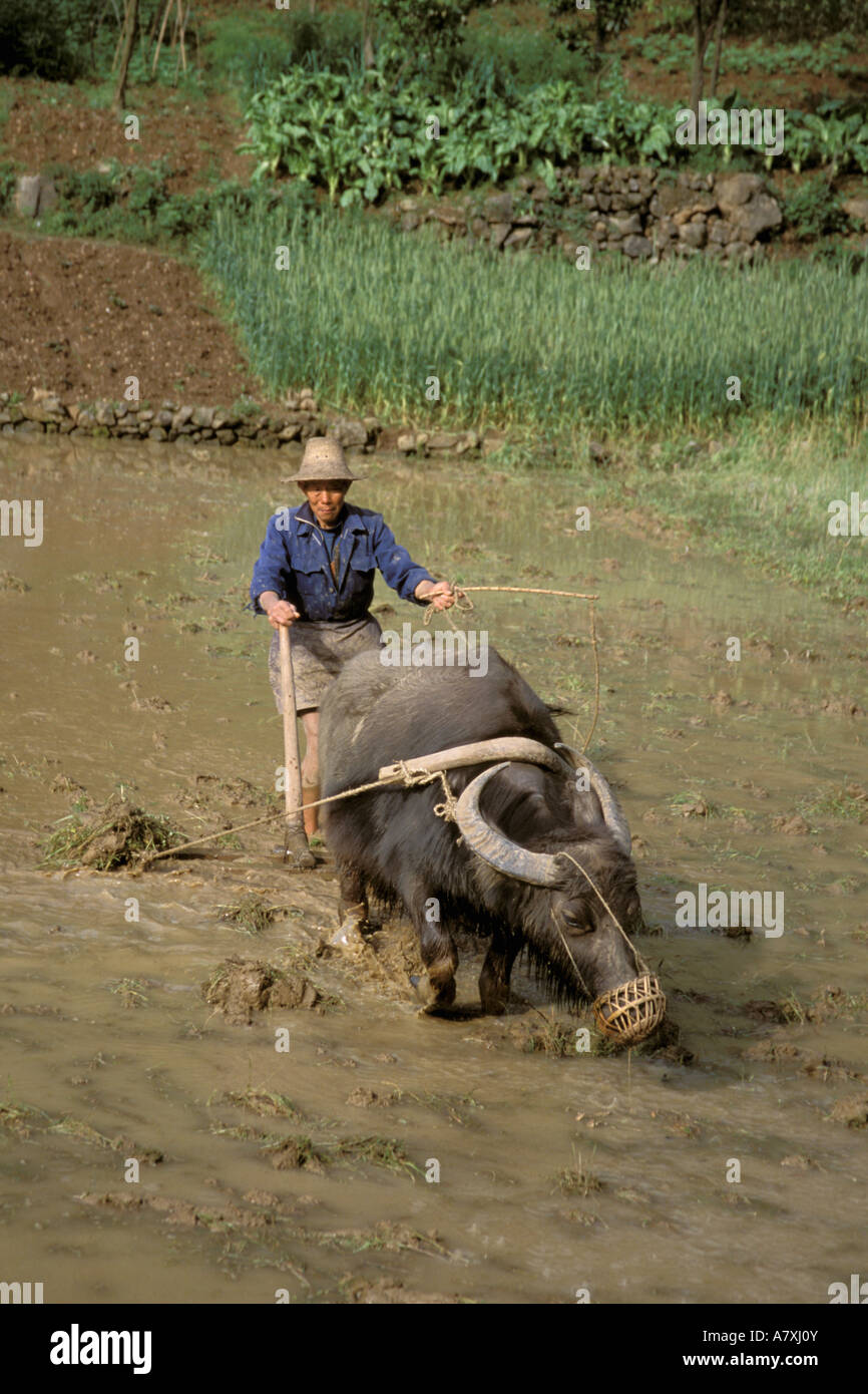 Asia, China, Wuxi. Man plowing water-filled paddy with water buffalo ...