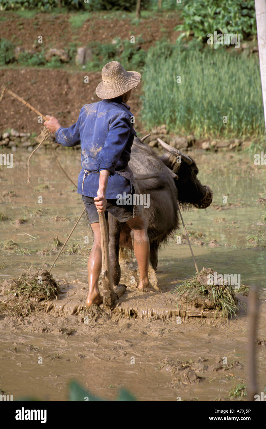 Asia, China, Wuxi, mountain village. Man plowing paddy with water ...