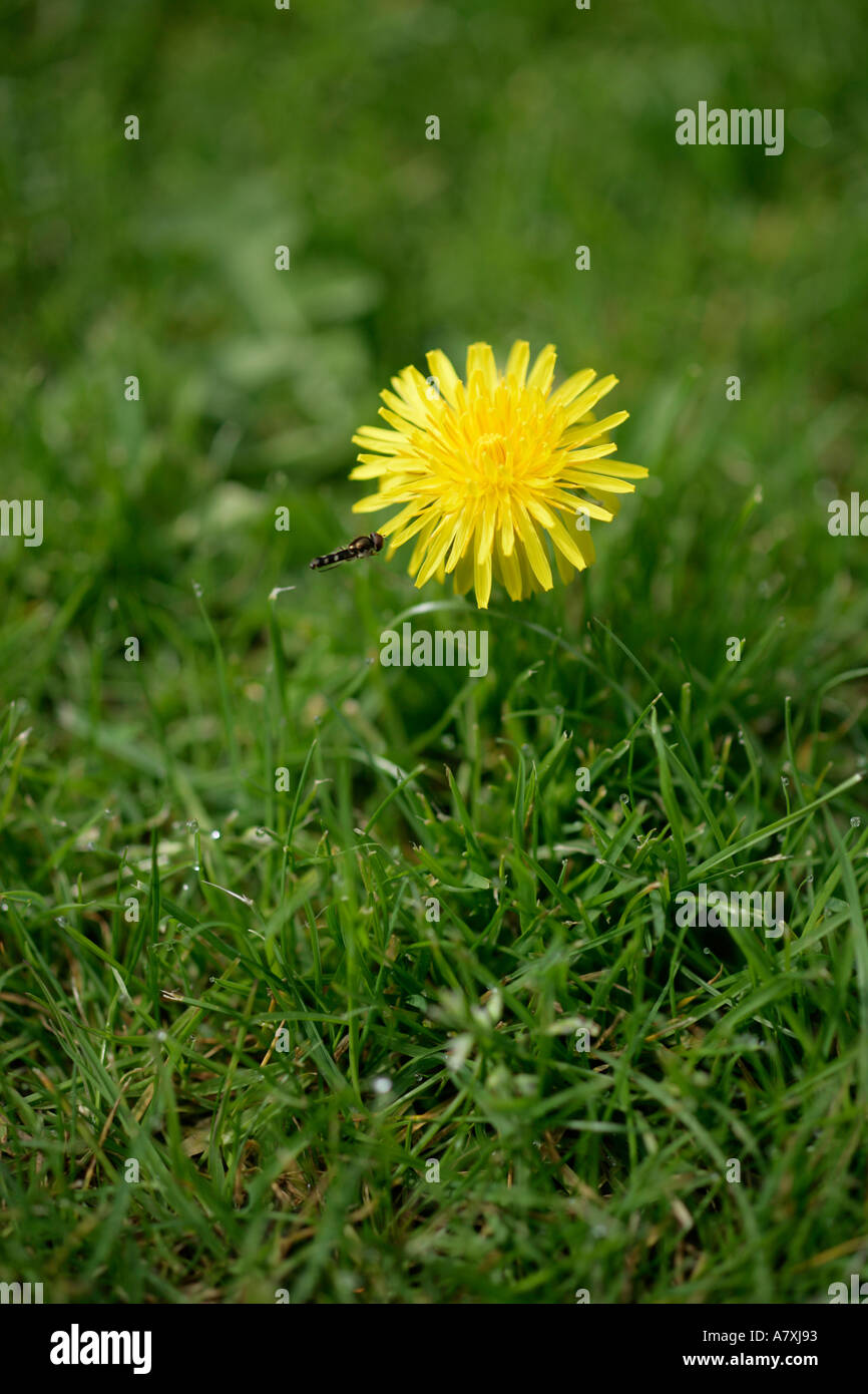 Dandelion in flower garden lawn Stock Photo - Alamy